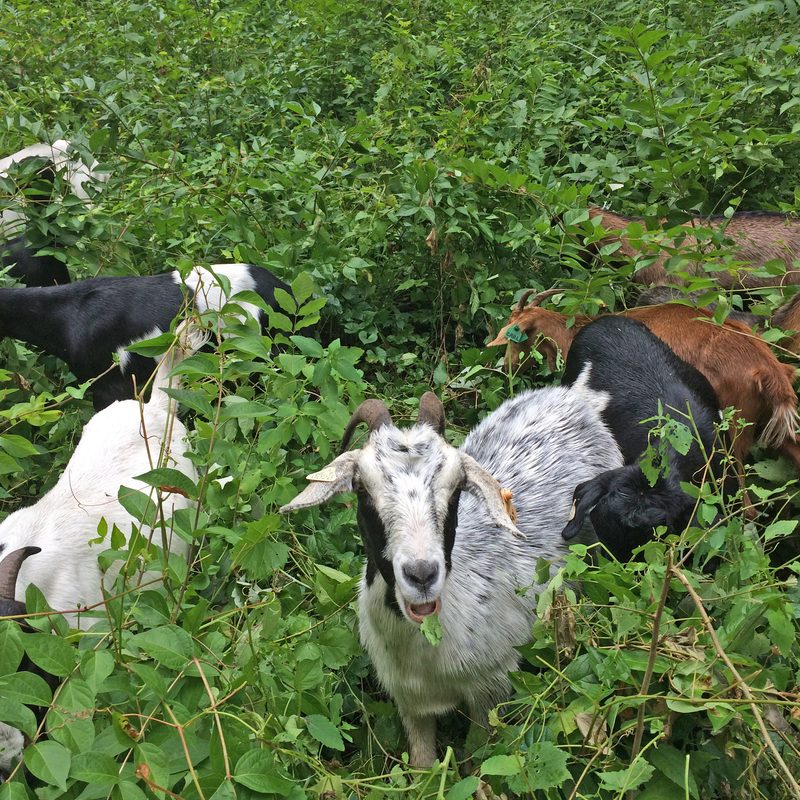 The Goats of Summer – Neighborhood Connections – Carleton College