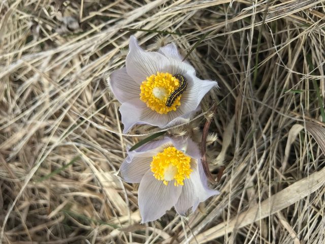 Pasque In Its Glory – Neighborhood Connections – Carleton College