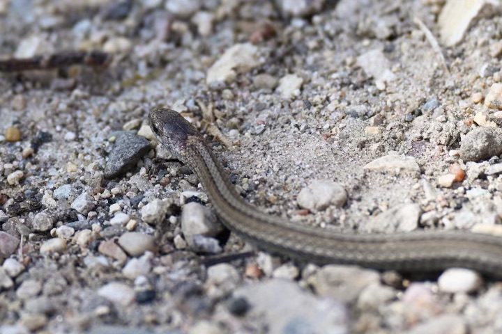 Creatures in the Arb!