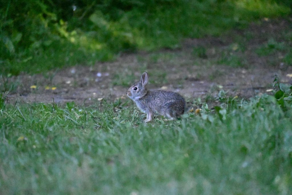 Creatures in the Arb!