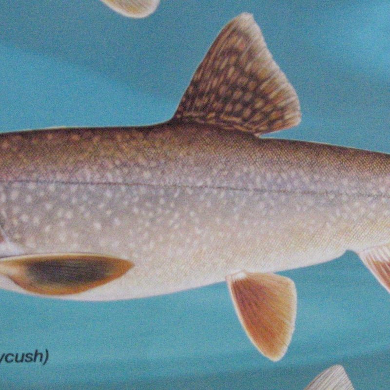 Siscowet Lake Trout and the Value of Uneconomic Resources ...