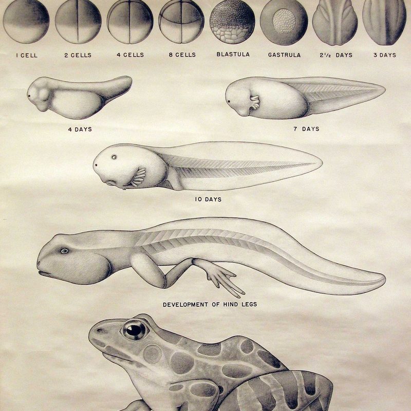 Frog Embryology – Wall Charts – Carleton College