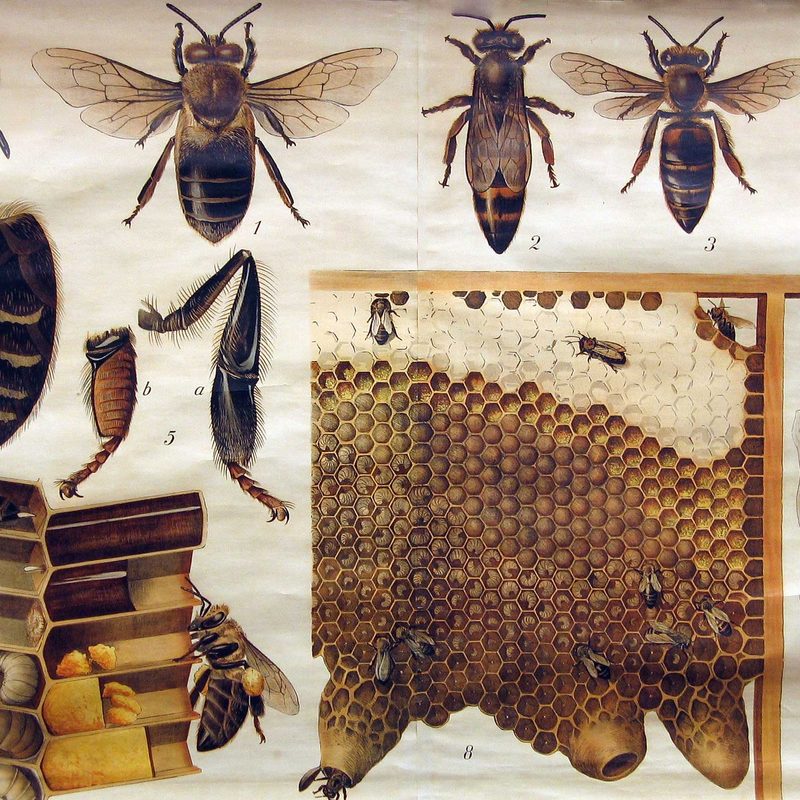 Honeybee – Wall Charts – Carleton College