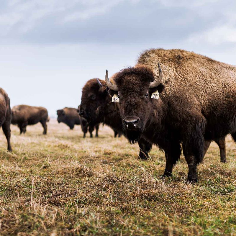 Field Guide to the American Bison – News – Carleton College