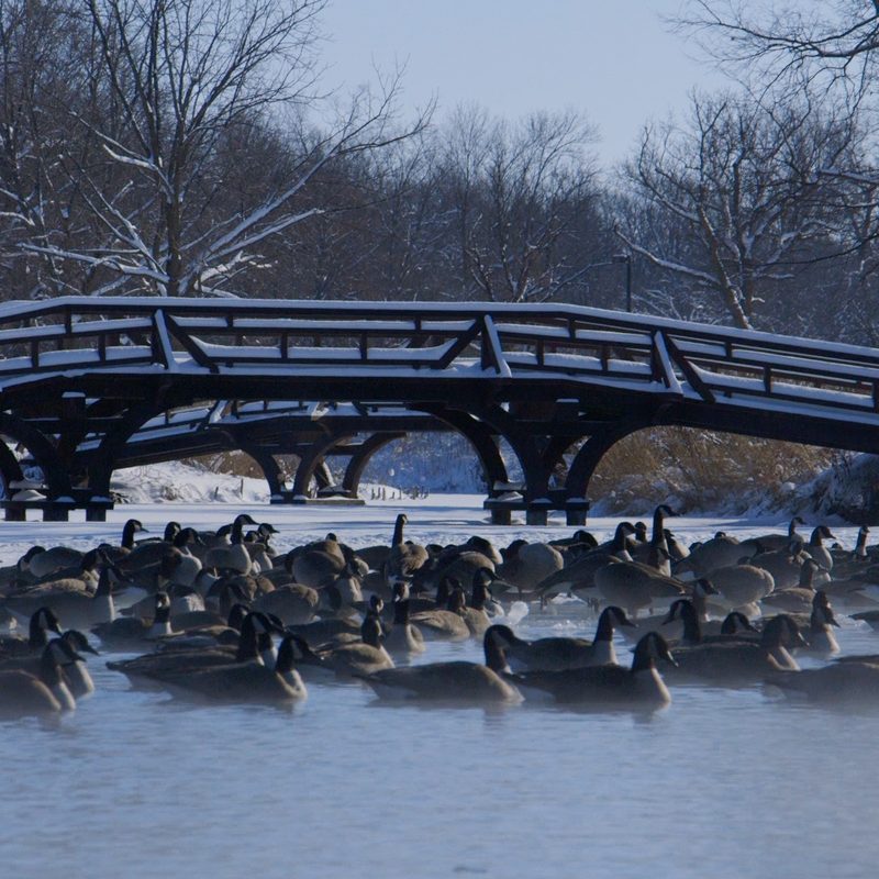 Winter Wonderland – News – Carleton College