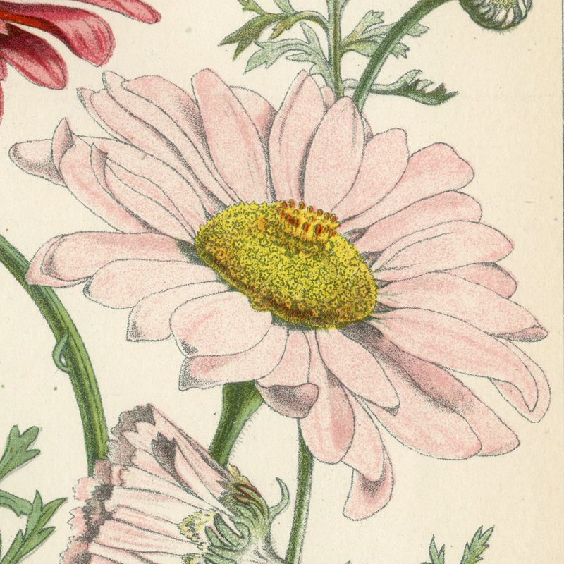 Pyrethrum Roseum – Unexpected Discoveries – Carleton College