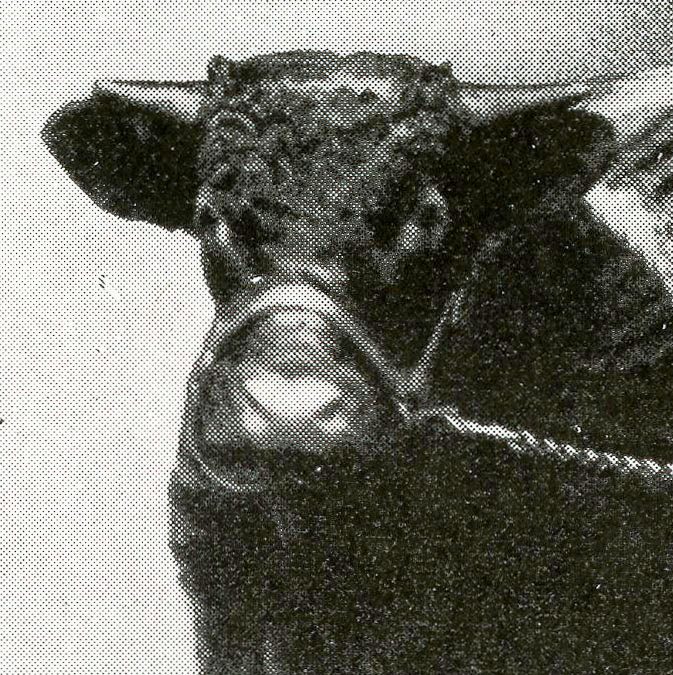 The Finest Cows – Unexpected Discoveries – Carleton College