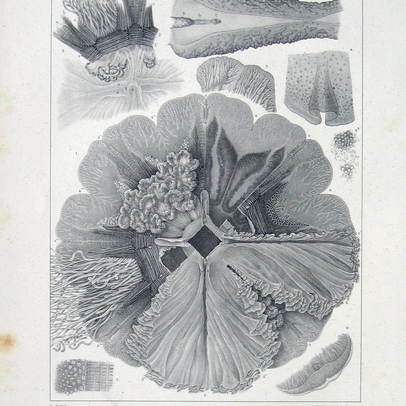 Volume III – The Acalephs and Ctenophoroe – Gould Library – Carleton ...