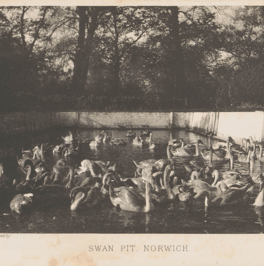 Summer Research Partnership in Russian: Swan as a Dinner Dish ...