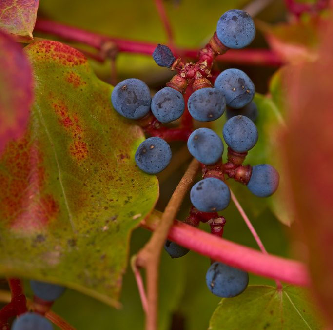 Arb Notes for October 17: Wild Grapes – Cowling Arboretum – Carleton ...