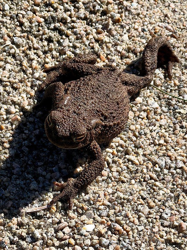 Amphibian Love Song – Cowling Arboretum – Carleton College