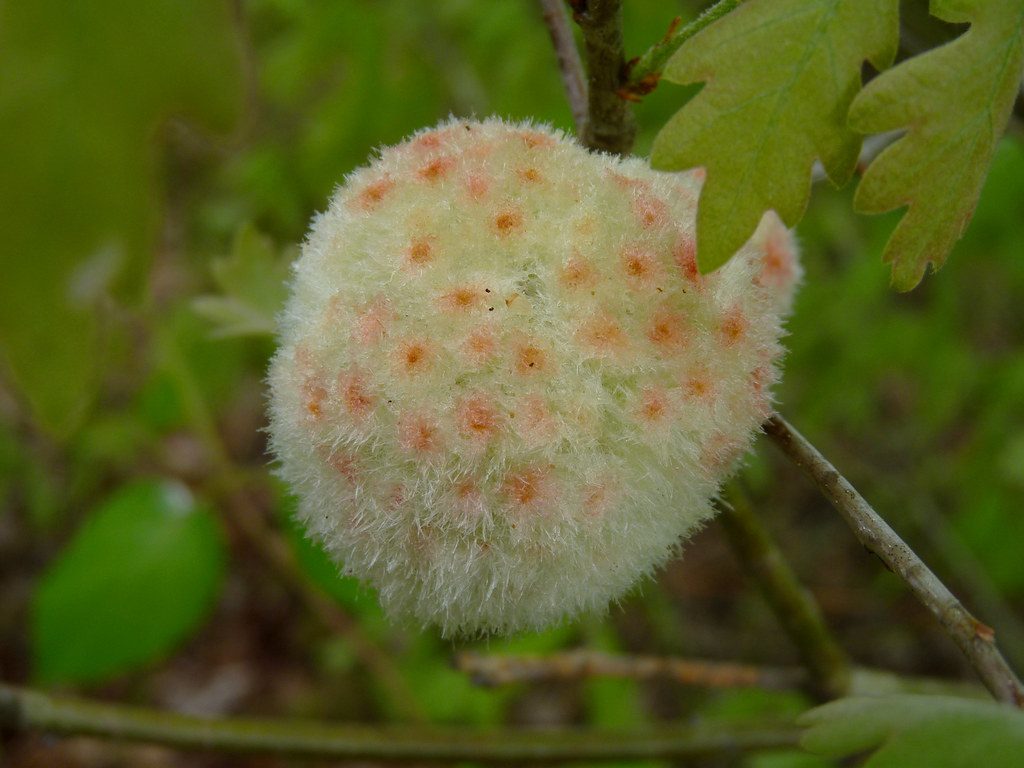 The Furry Galls on Fallen Leaves – Cowling Arboretum – Carleton College