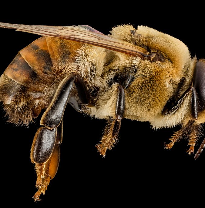 The Burden of America’s Billion Dollar Bees – Cowling Arboretum ...