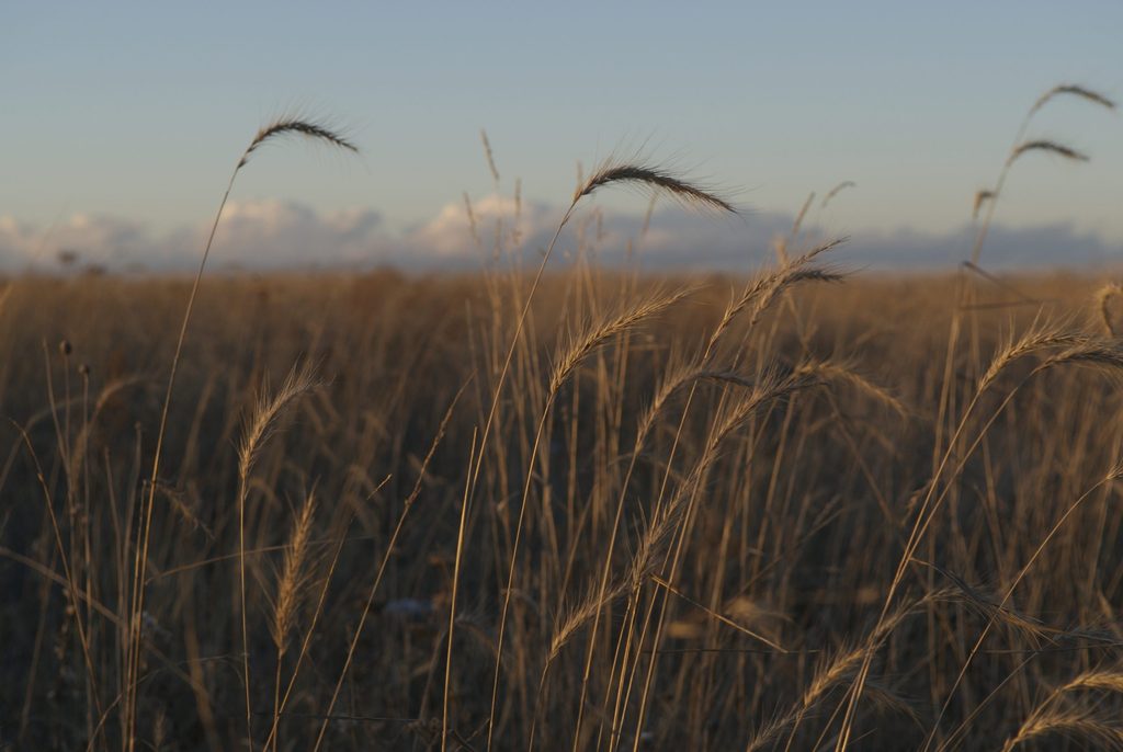New Arboretum Prairie Restorations Take Root This Fall – Cowling ...