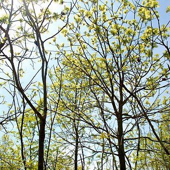 Long-Term Tree Migration – Cowling Arboretum – Carleton College