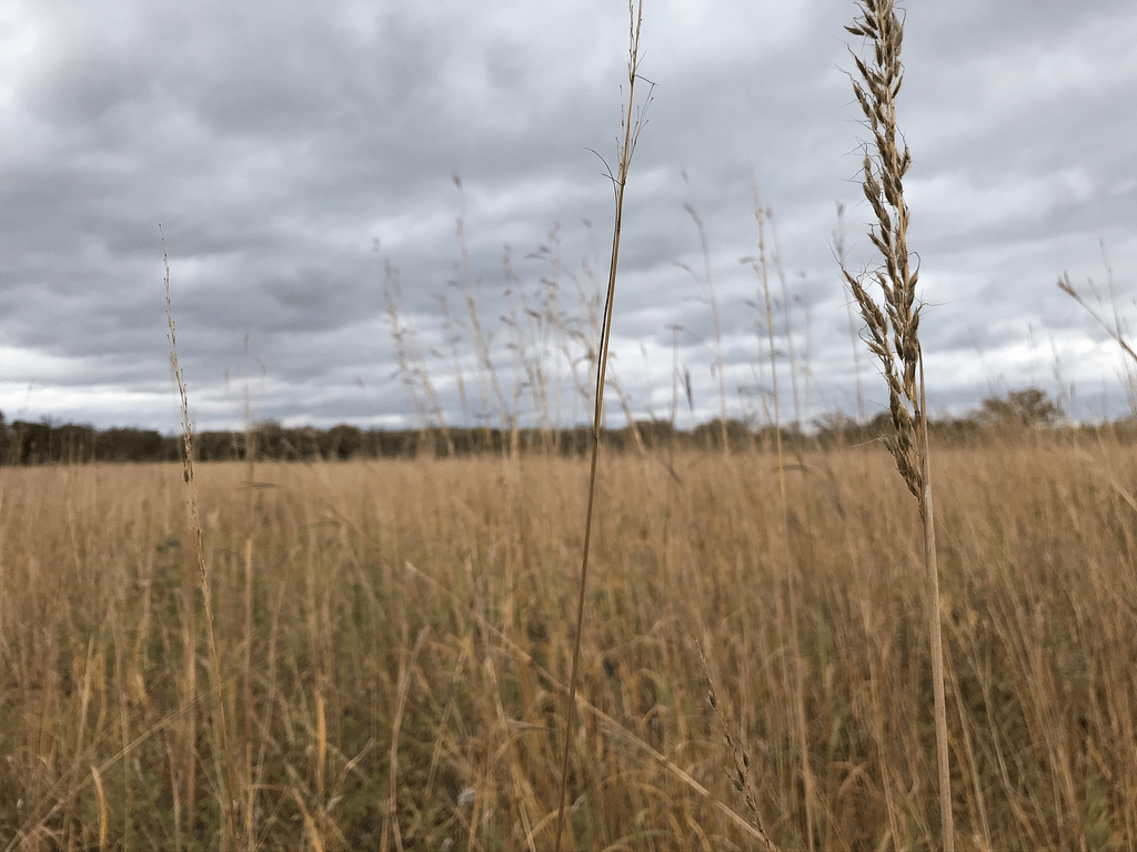 Grandma’s Restored Prairie Recipe – Cowling Arboretum – Carleton College