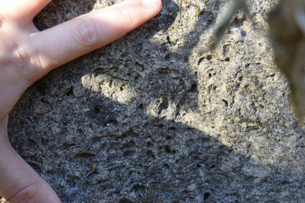 Clues to the origin of life found in the Arb – Cowling Arboretum ...