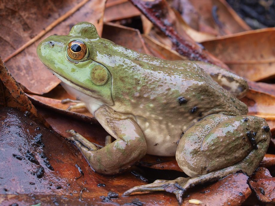 Bullfrog (Lithobates catesbeiana) – Cowling Arboretum – Carleton College