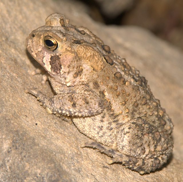 American Toad (Anaxyrus americanus) – Cowling Arboretum – Carleton College
