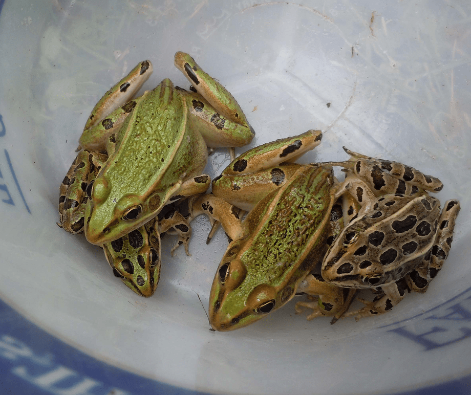Northern Leopard Frog (Rana pipiens) – Cowling Arboretum – Carleton College