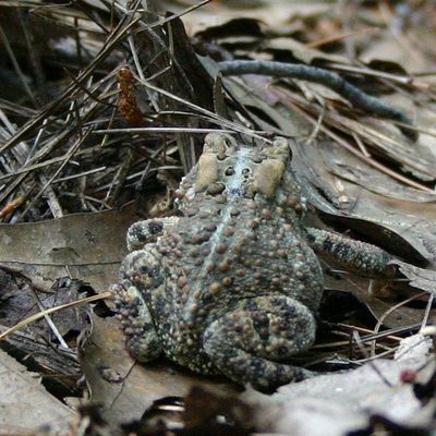 American Toad (Anaxyrus americanus) – Cowling Arboretum – Carleton College