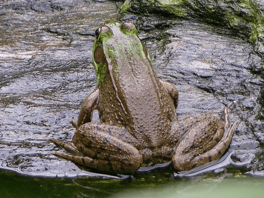Green Frog (Rana clamitans) – Cowling Arboretum – Carleton College
