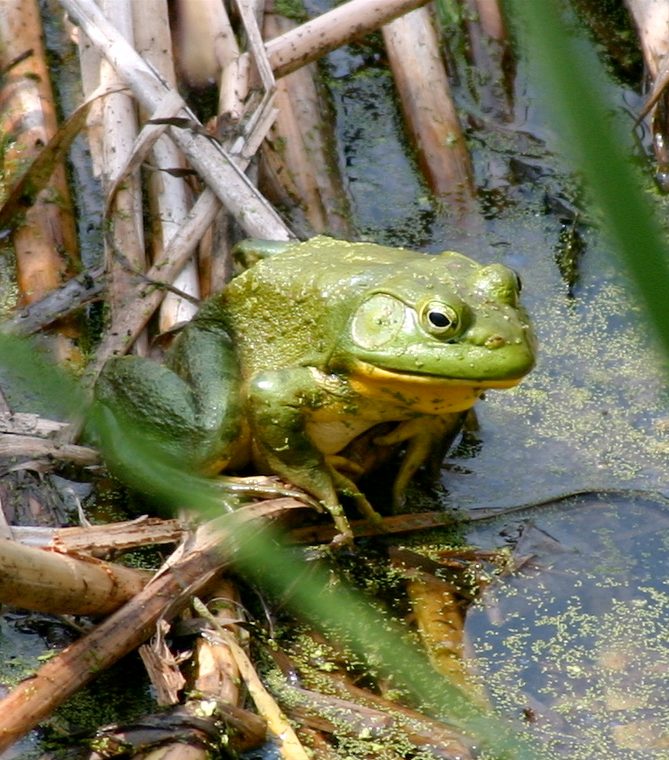 Bullfrog (Lithobates catesbeiana) – Cowling Arboretum – Carleton College