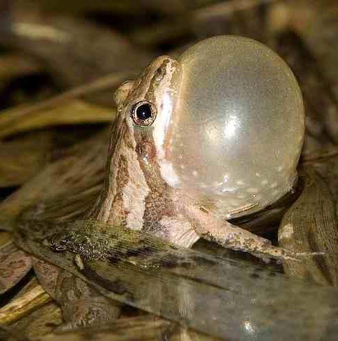 Western Chorus Frog (Pseudacris triseriata) – Cowling Arboretum ...