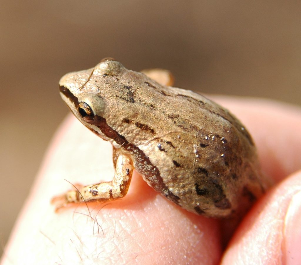 Arb Notes for April 16 – Frogs and Toads! – Cowling Arboretum ...