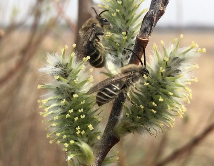 The Buzz About Pussy Willows – Cowling Arboretum – Carleton College