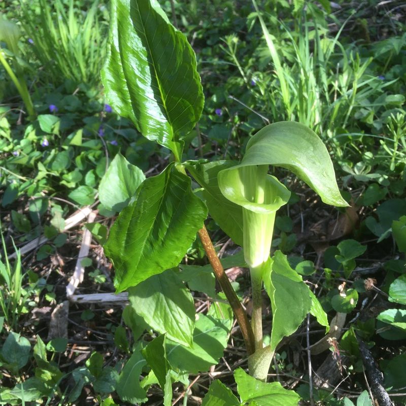 Spring Ephemerals – Cowling Arboretum – Carleton College