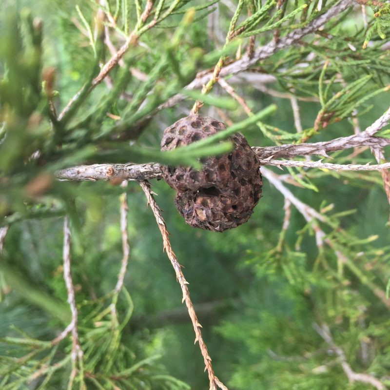 Cedar Apple Rust Fungus in the Arb – Cowling Arboretum – Carleton College