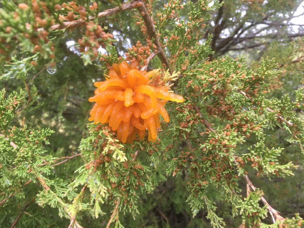 Cedar Apple Rust Fungus in the Arb – Cowling Arboretum – Carleton College