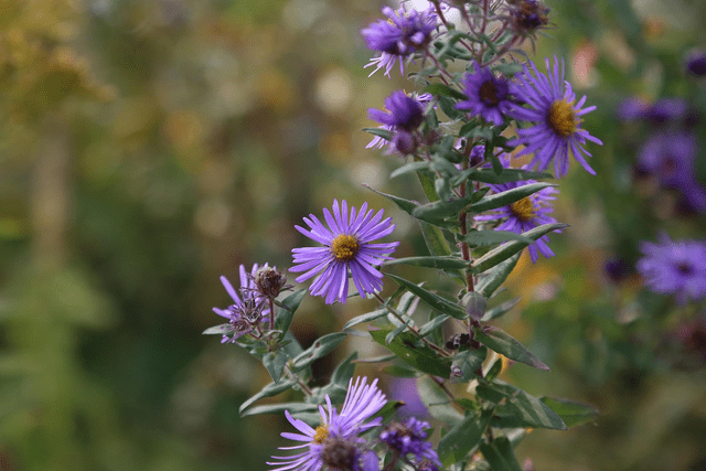 Fall Colors by the Asters – Cowling Arboretum – Carleton College