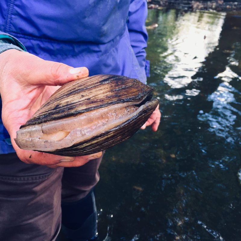 Mussel Memory – Cowling Arboretum – Carleton College