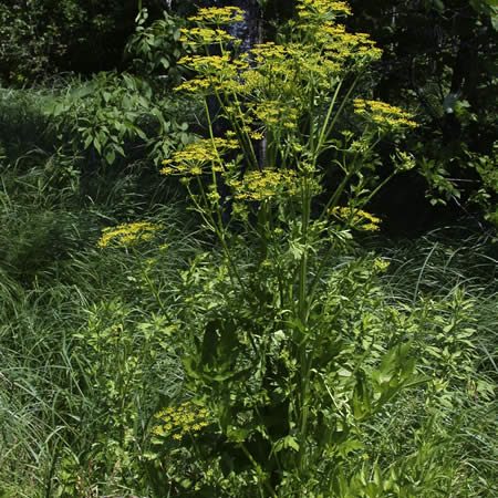Parsnips are Forever: Invasive Species in the Arb – Cowling Arboretum ...