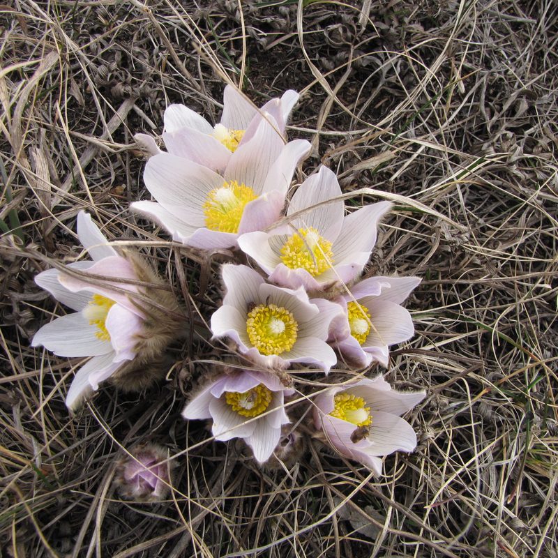 Photo Gallery of Common Prairie Plants – Cowling Arboretum – Carleton ...