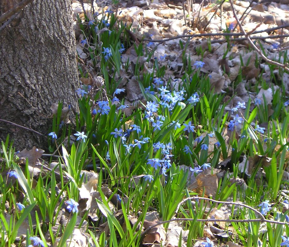 Siberian Squill (Scilla siberica) – Cowling Arboretum – Carleton College
