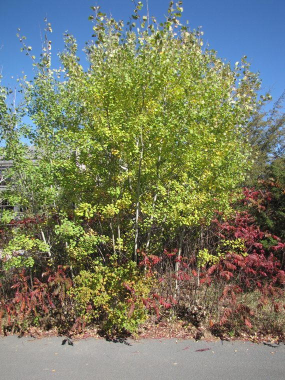 Trembling Aspen – Cowling Arboretum – Carleton College