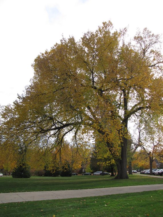 American Elm – Cowling Arboretum – Carleton College