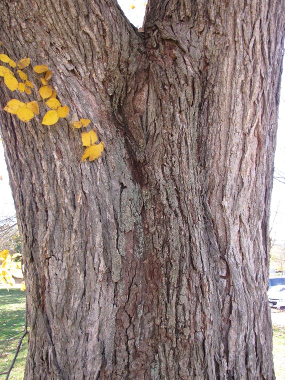 American Elm – Cowling Arboretum – Carleton College
