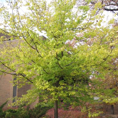 Northern Hackberry – Cowling Arboretum – Carleton College