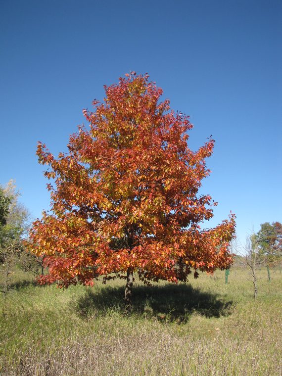 Red Oak – Cowling Arboretum – Carleton College