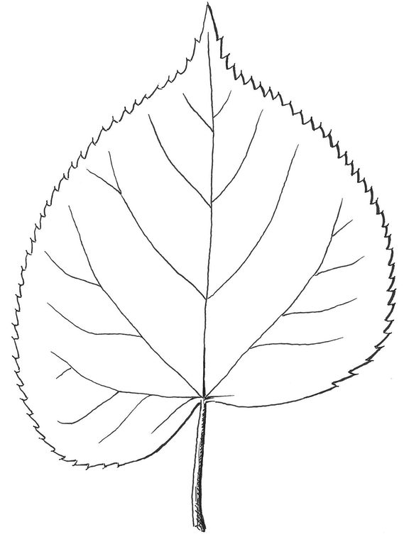 American Basswood – Cowling Arboretum – Carleton College