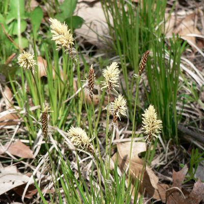 Upland Forest Grasses and Sedges – Cowling Arboretum – Carleton College