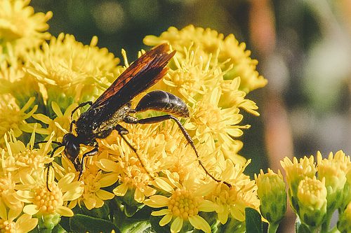 How do insects survive the winter? – Cowling Arboretum – Carleton College