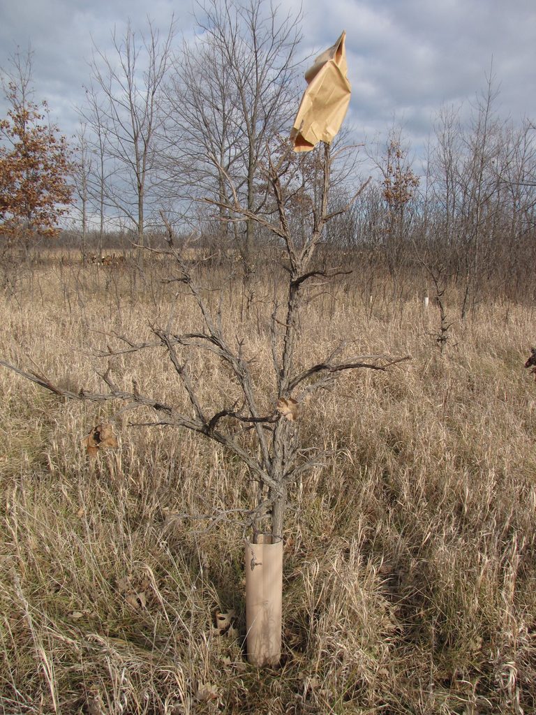 Protecting the Arb from White Tailed Deer – Cowling Arboretum ...