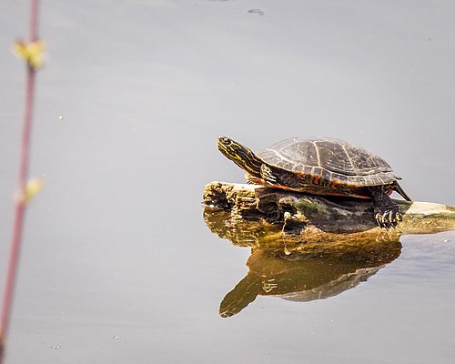 How do turtles survive the winter? – Cowling Arboretum – Carleton College
