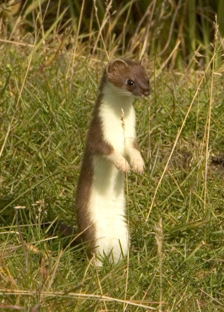 The Good, the Bad, and the Weasels – Cowling Arboretum – Carleton College