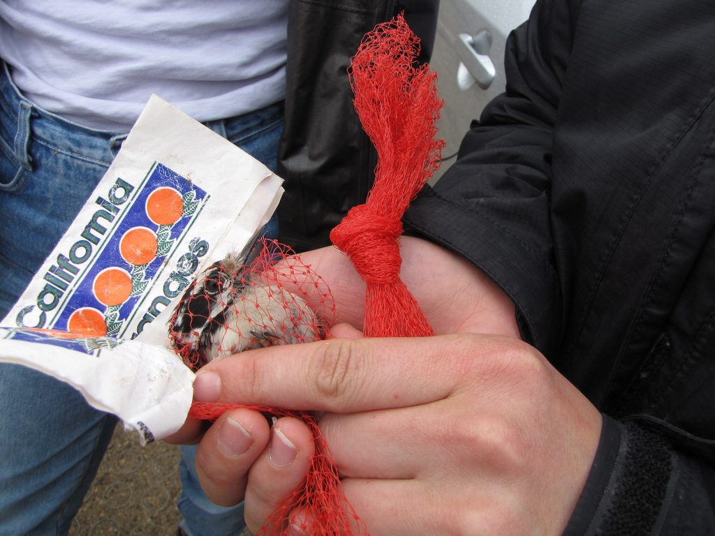 What’s That Bird With the Cool Anklet? – Cowling Arboretum – Carleton ...